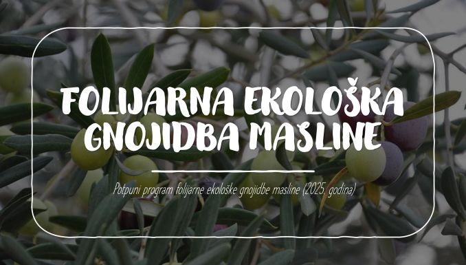 Folijarna ekološka gnojidba masline - Tehnologije visokih prinosa