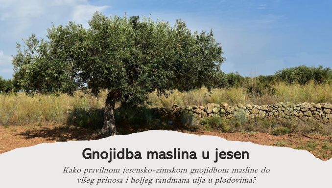 Gnojidba maslina u jesen - Tehnologije visokih prinosa